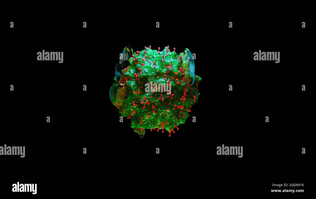 3d illustration of Mastocyte, Mast cell, 3d render Stock Photo - Alamy