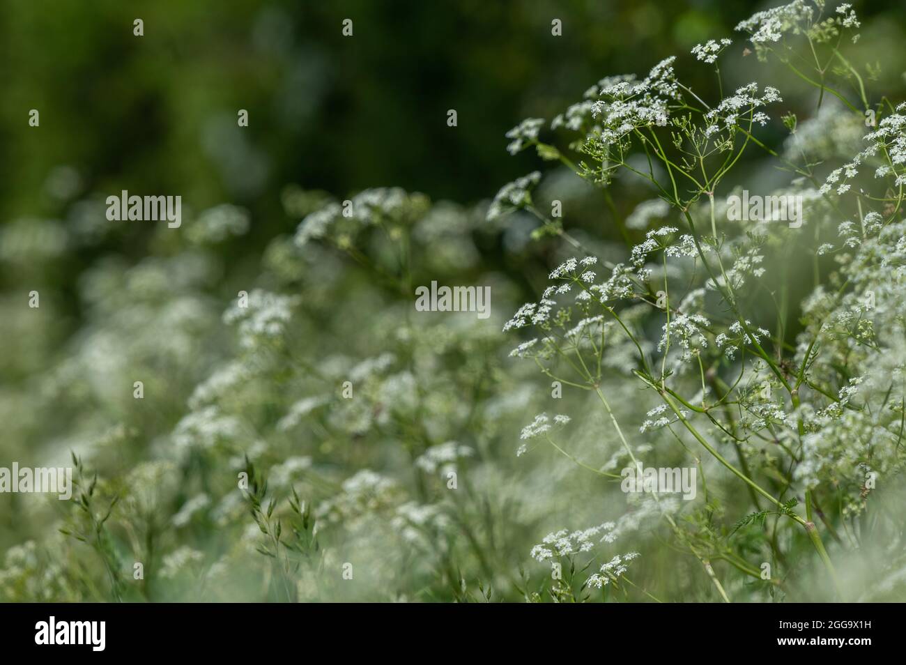 Hallworth Farm, Wingfield, Dunstable Stock Photo - Alamy