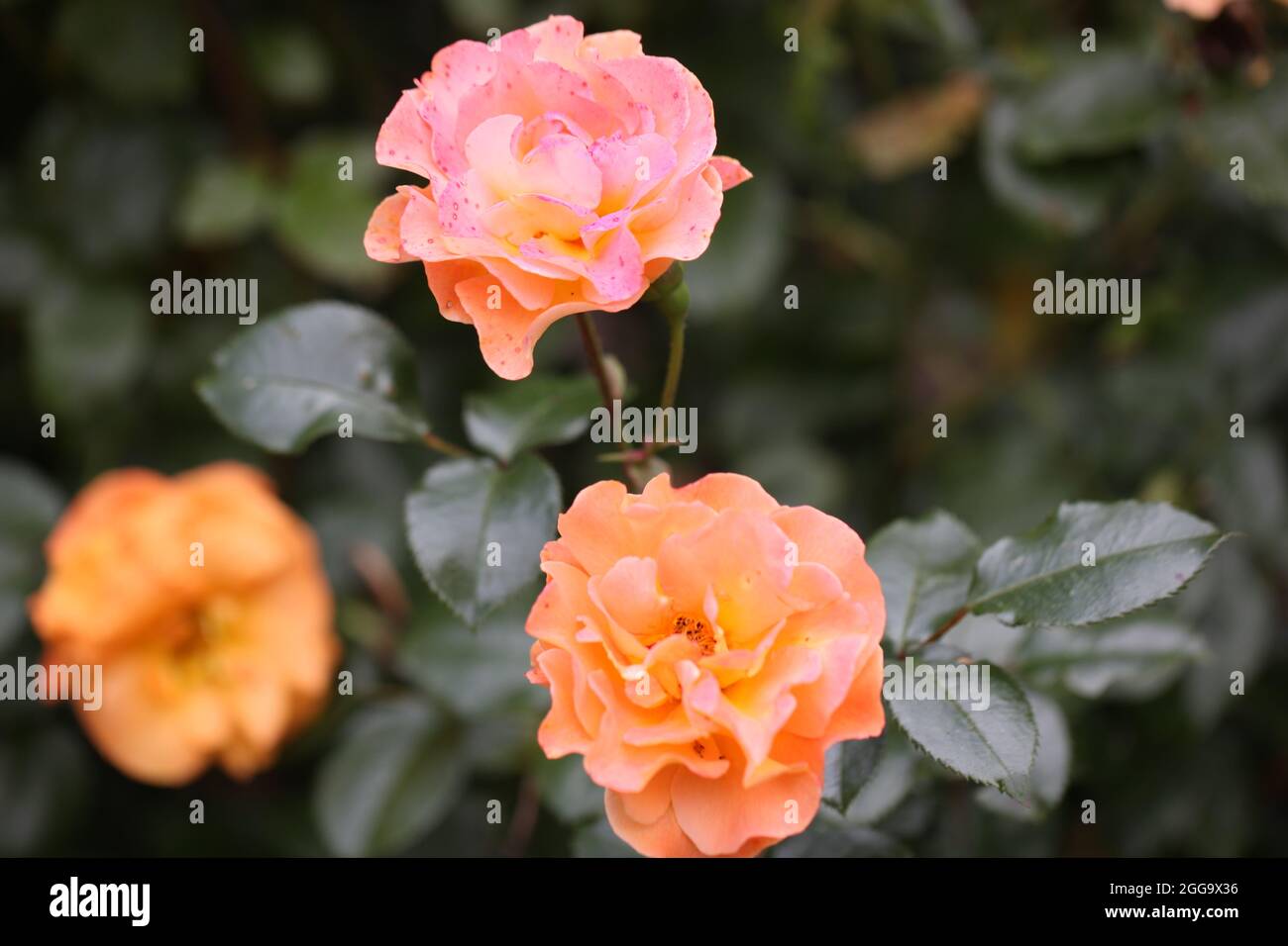 Rosa precious amber hi-res stock photography and images - Alamy
