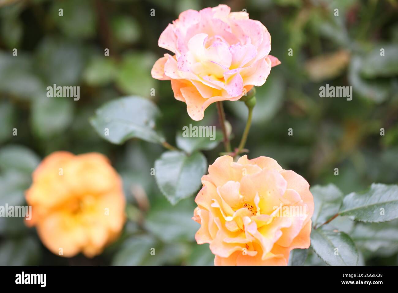 Bi-colour Rose ' Precious Amber' Stock Photo - Alamy