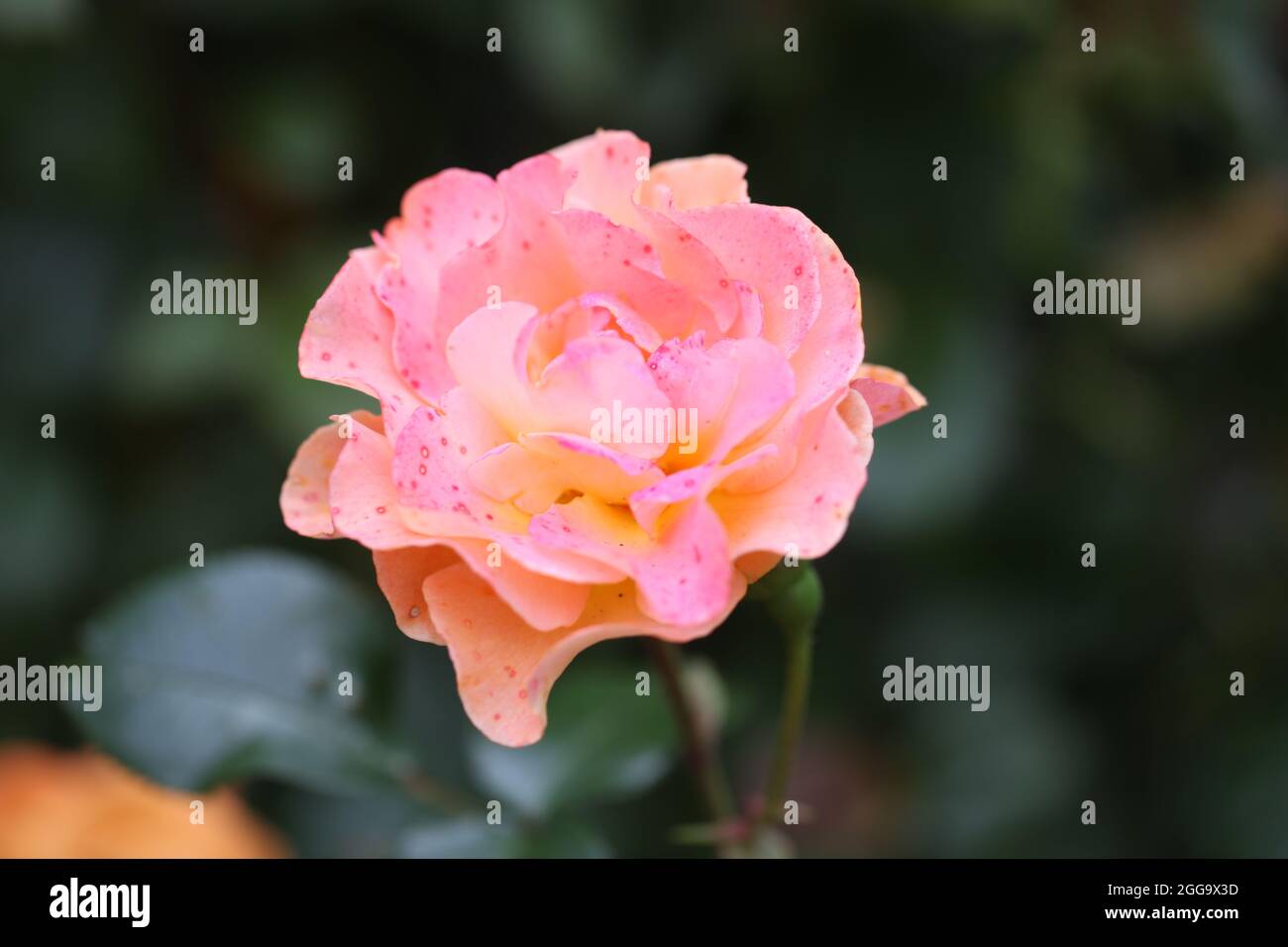 Bi coloured rose hi-res stock photography and images - Alamy