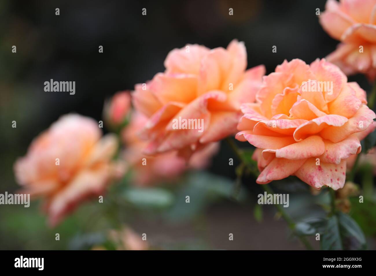 Bi coloured rose hi-res stock photography and images - Alamy