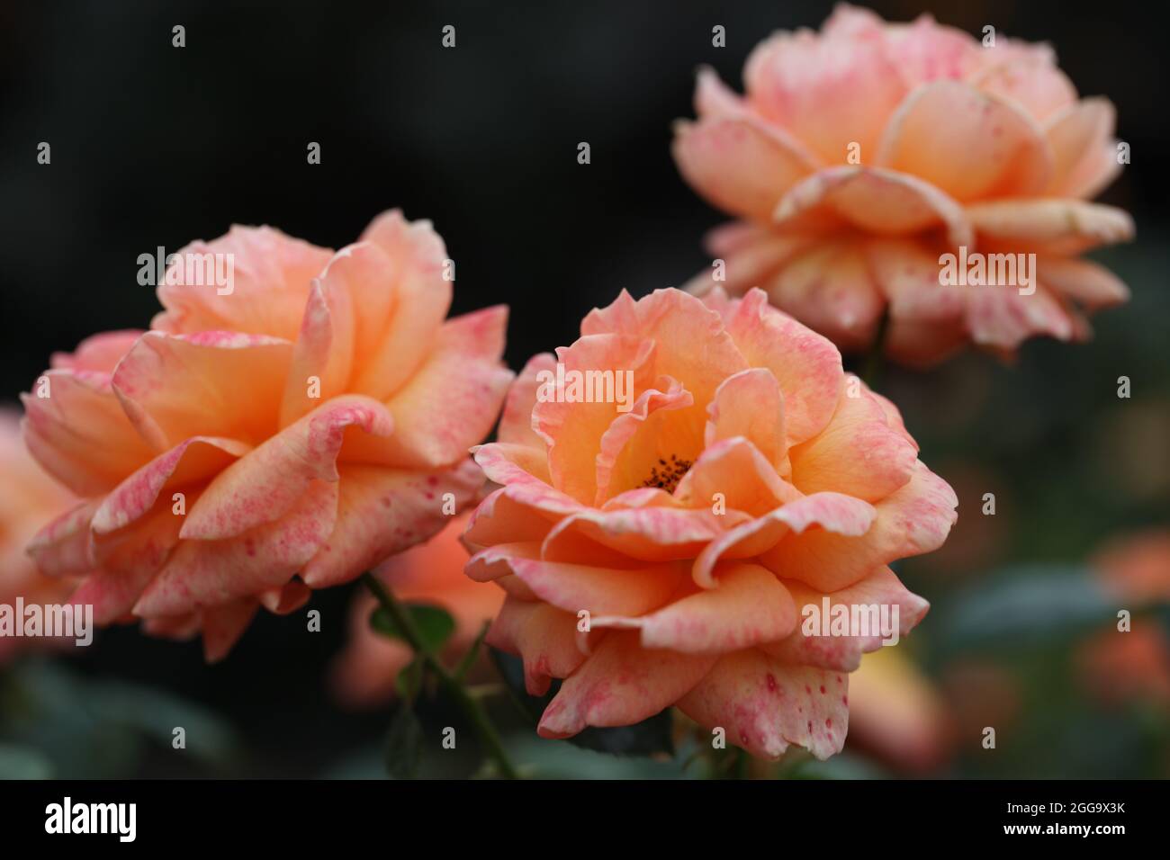 Rosa Precious Amber an Apricot coloured Floribunda Rose Stock Photo - Alamy