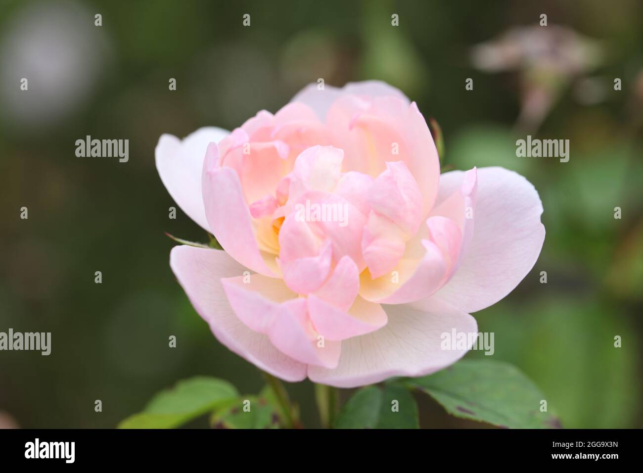 Scarborough Fair Rose ( Rosa Ausoran Stock Photo - Alamy