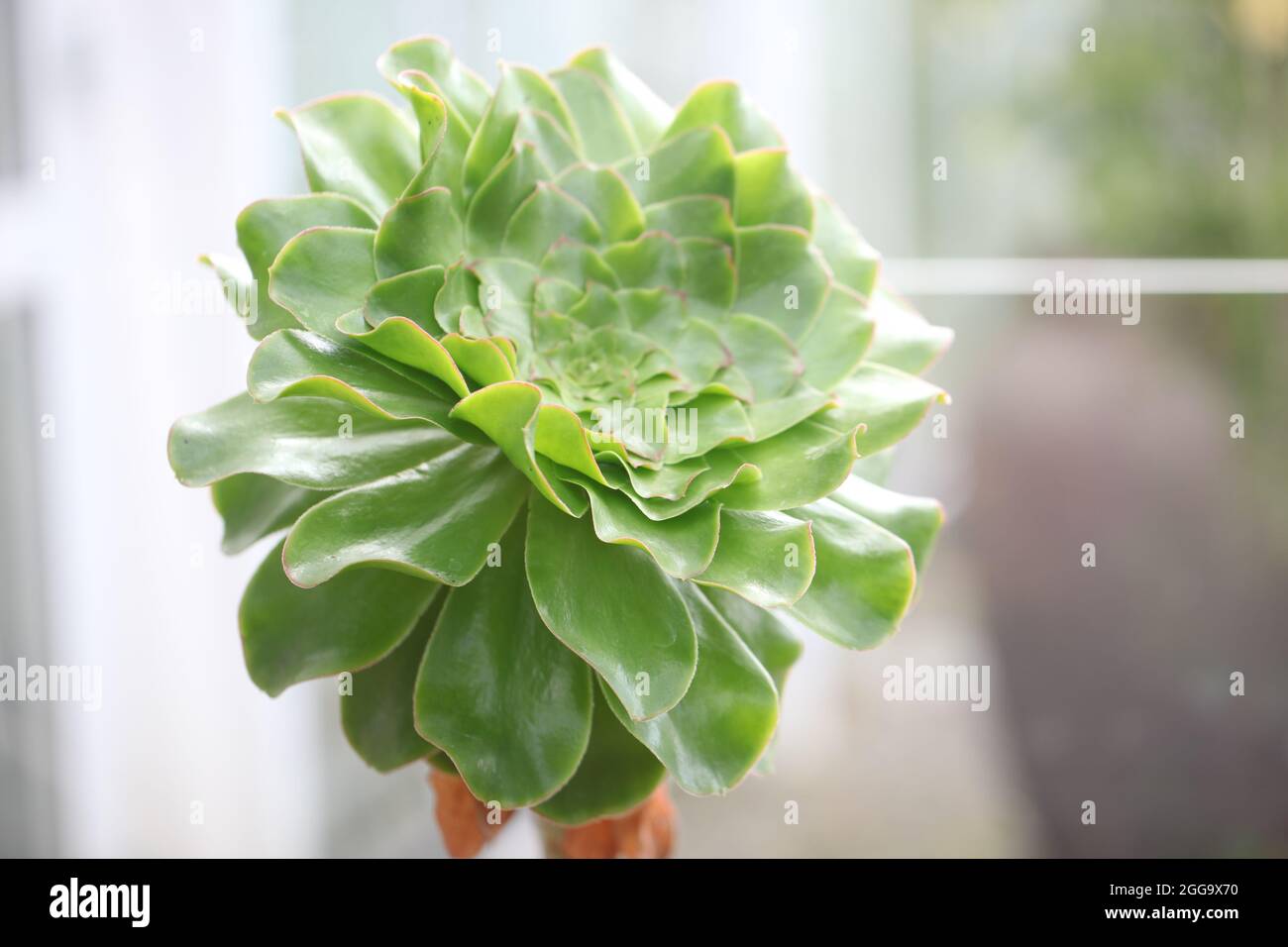 Houseleek tree ( Aeonium arboreum Stock Photo - Alamy