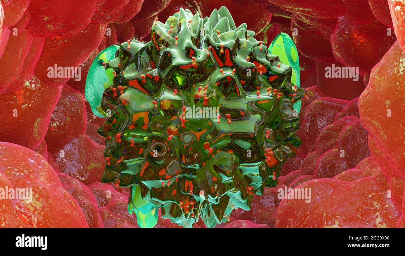 3d illustration of Mastocyte, Mast cell, 3d render Stock Photo - Alamy