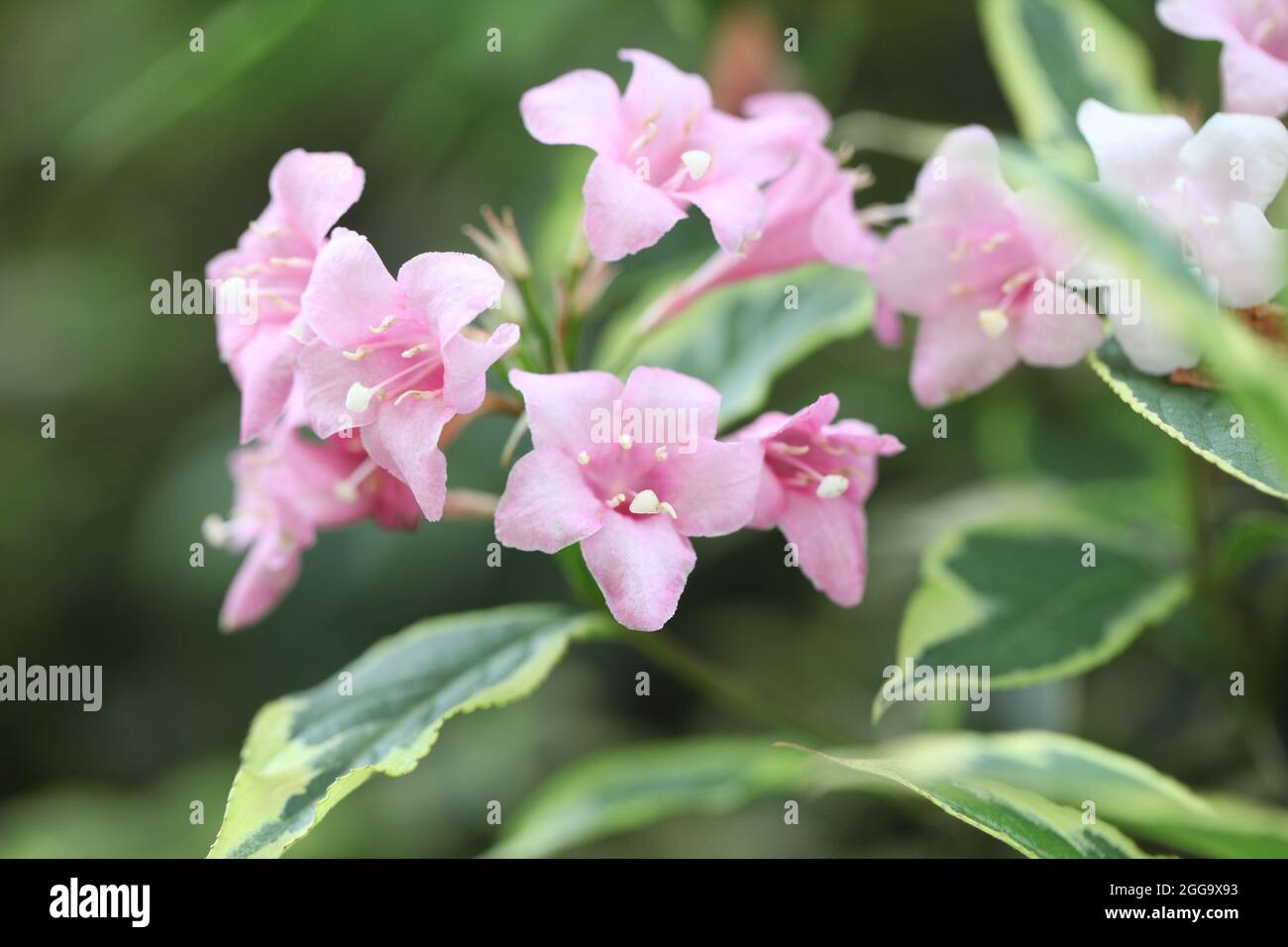 Weigela florida 'Polka' Stock Photo - Alamy