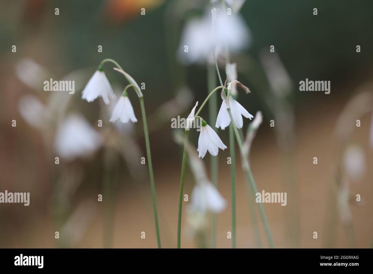 Acis autumnalis hi-res stock photography and images - Alamy