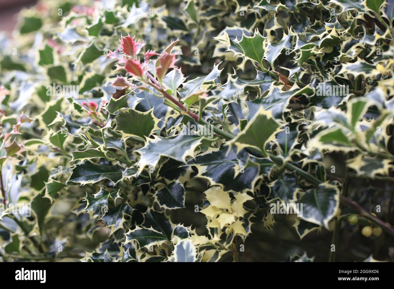 Little rascal mondo hi-res stock photography and images - Alamy