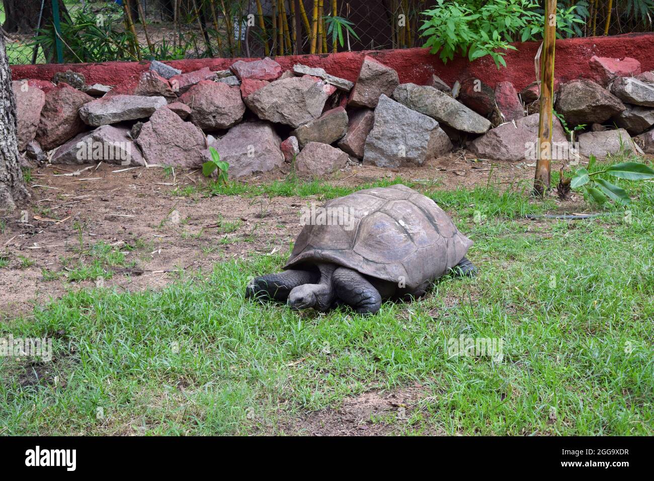 Big Turtle.Huge Galapagos Giant Tortoise. Wildlife Stock Photograph ...