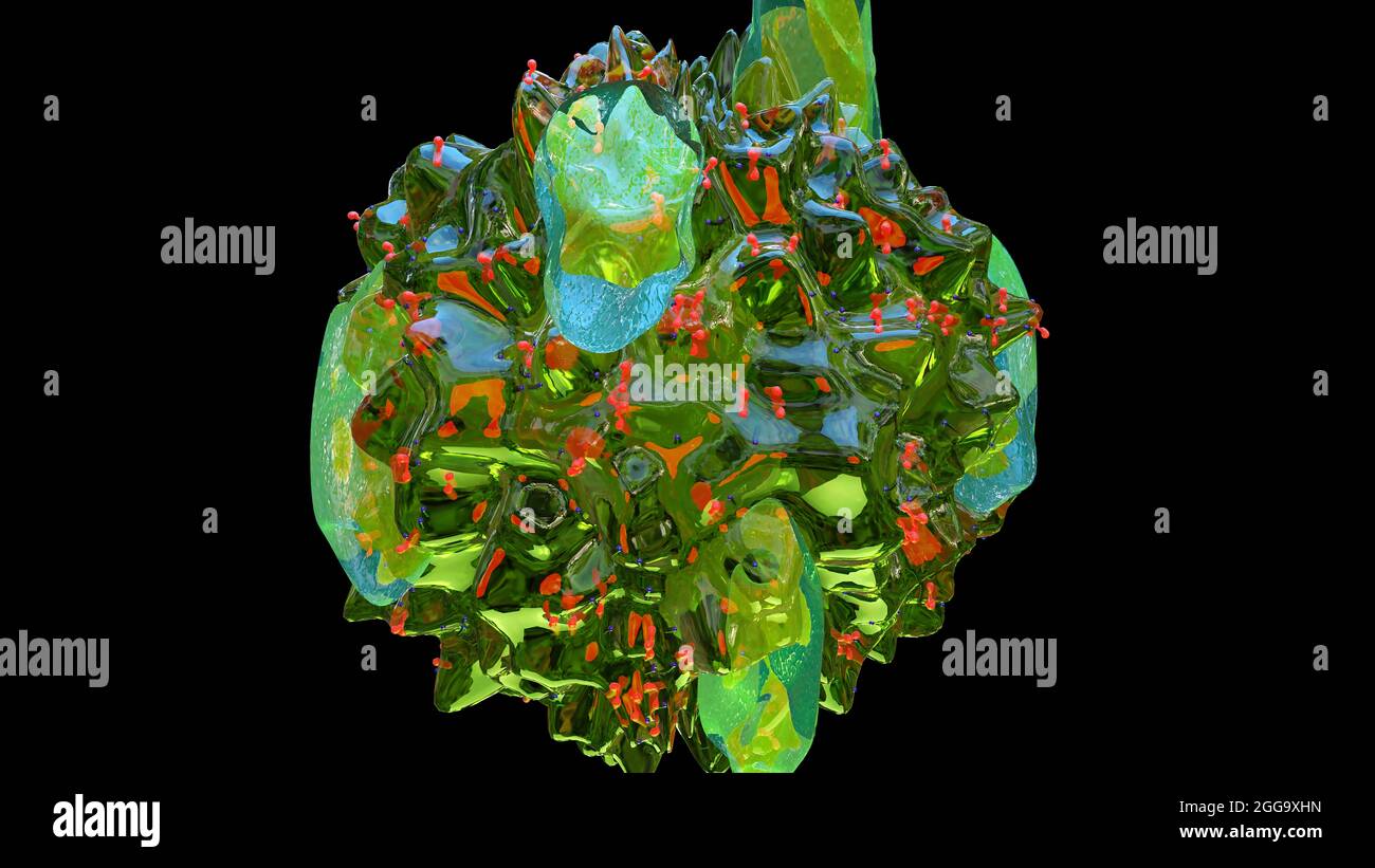 3d illustration of Mastocyte, Mast cell, 3d render Stock Photo - Alamy