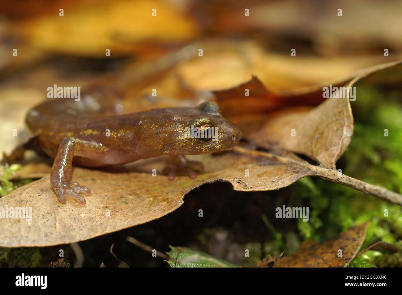 Closeup on a subadult of the endangered Limenstone salamander Stock ...
