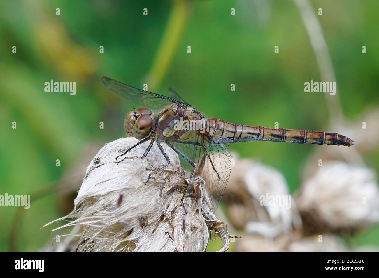 Closeup on Common darter dragonfly, Sympetrum striolatum sitting Stock ...