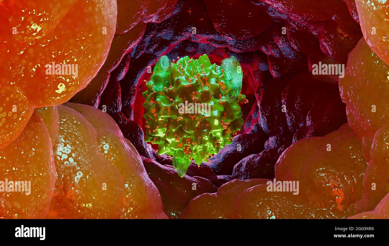 3d illustration of Mastocyte, Mast cell, 3d render Stock Photo - Alamy