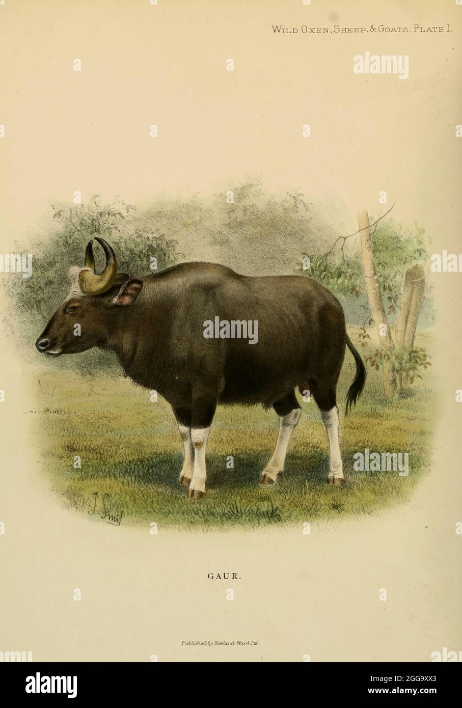 Extinct bison hi-res stock photography and images - Alamy