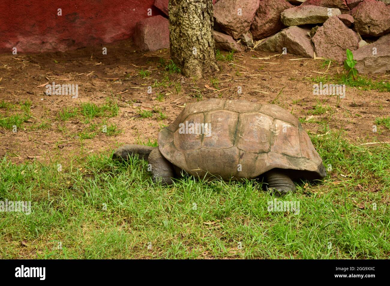 Big Turtle.Huge Galapagos Giant Tortoise. Wildlife Stock Photograph ...