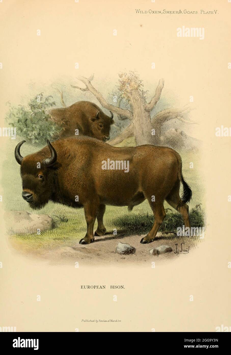 Illustrations european bison hi-res stock photography and images - Alamy