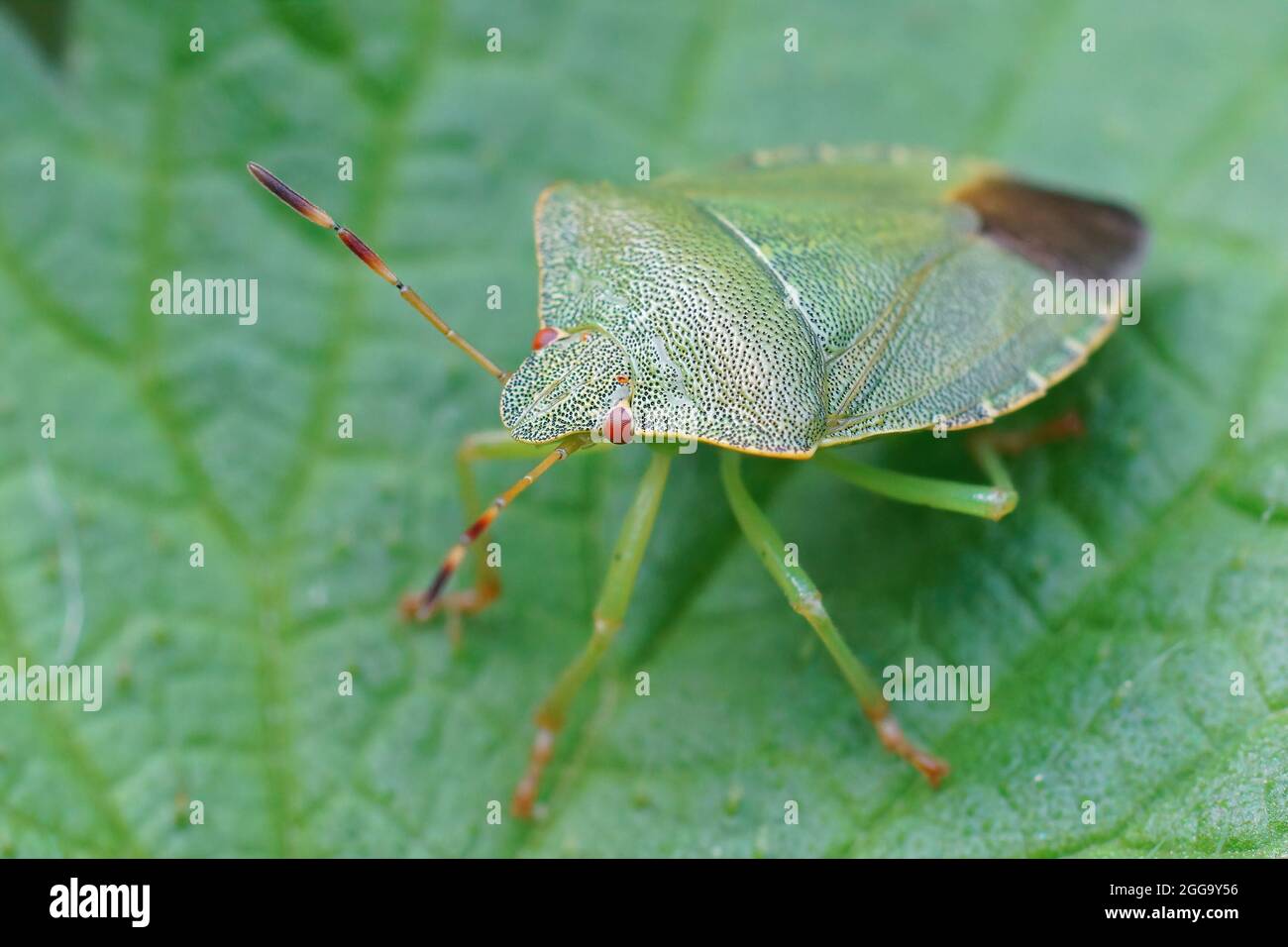 Closeup on an adult of the the green shieldbug, Palomena prasina Stock Photo - Alamy