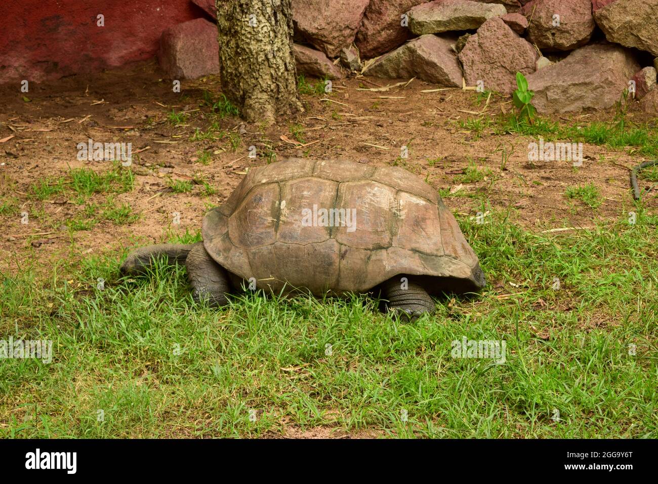Big Turtle.Huge Galapagos Giant Tortoise. Wildlife Stock Photograph ...