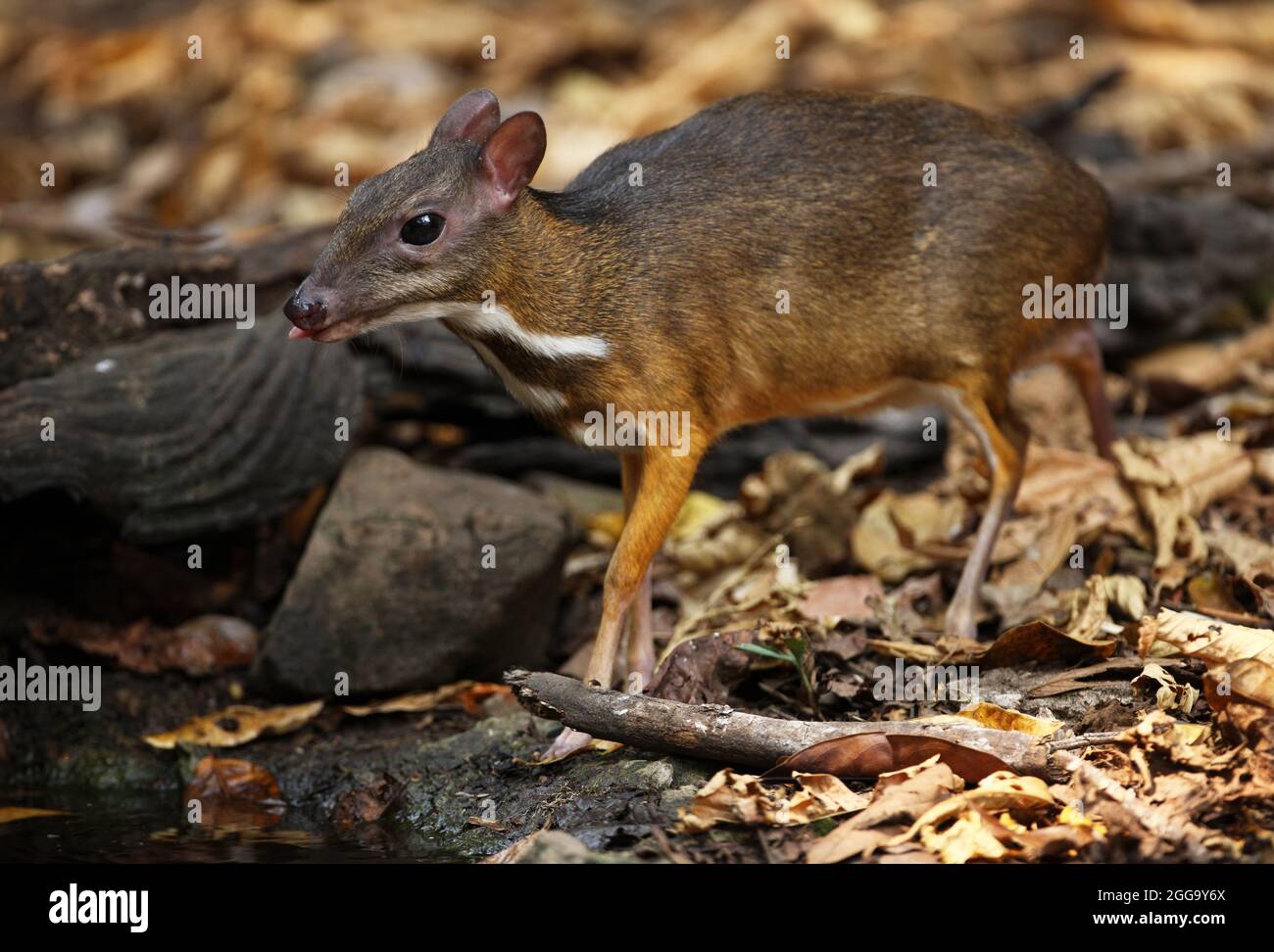 Lesser indo malayan chervotain hi-res stock photography and images - Alamy