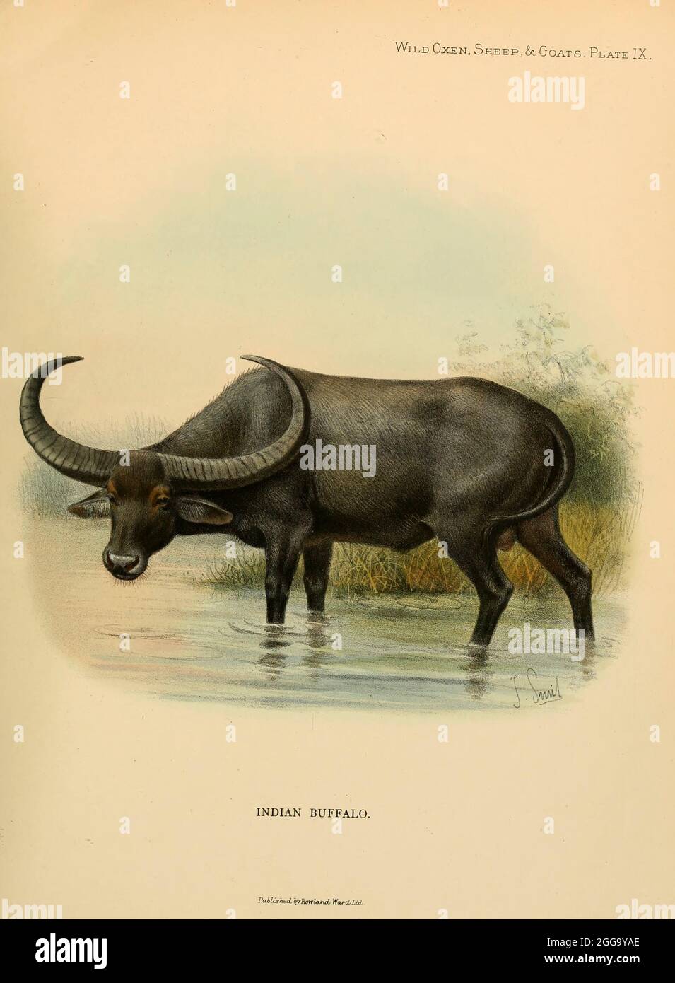 Asian Water Buffalo Drawing