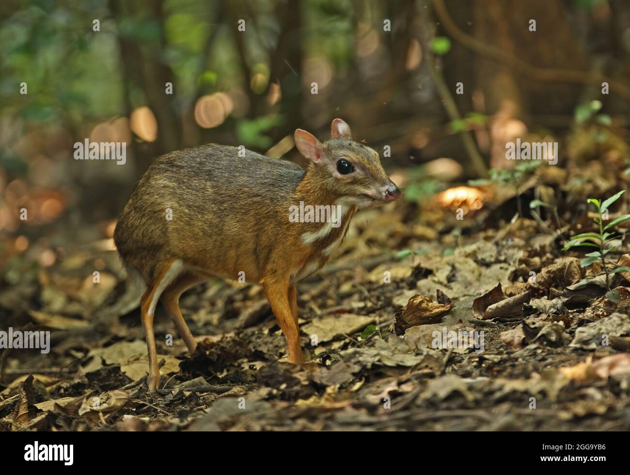 Lesser Mousedeer (Tragulus kanchil) adult standing in forest clearing ...