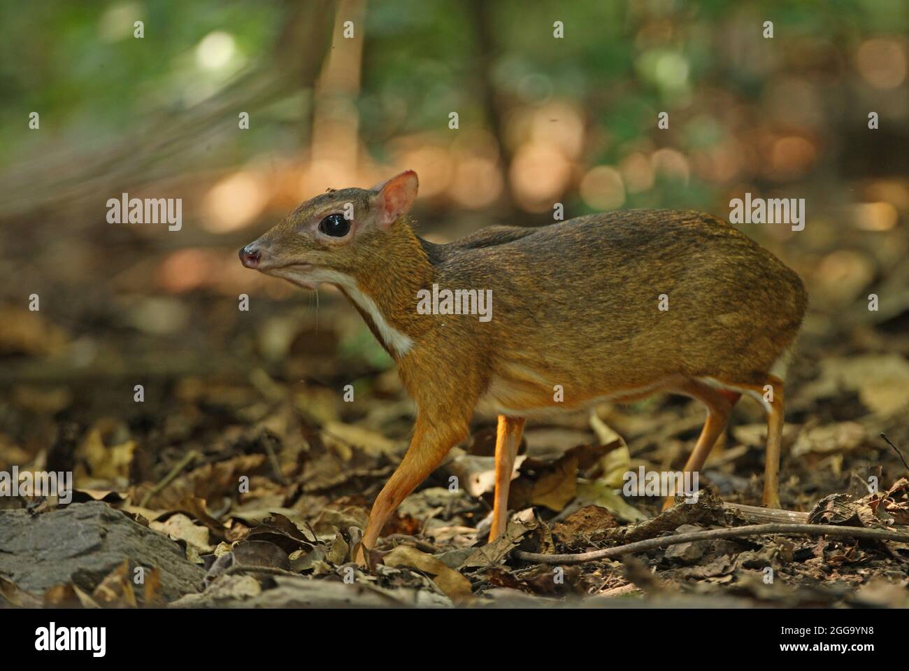 Lesser Mousedeer (Tragulus kanchil) adult walking in forest clearing ...