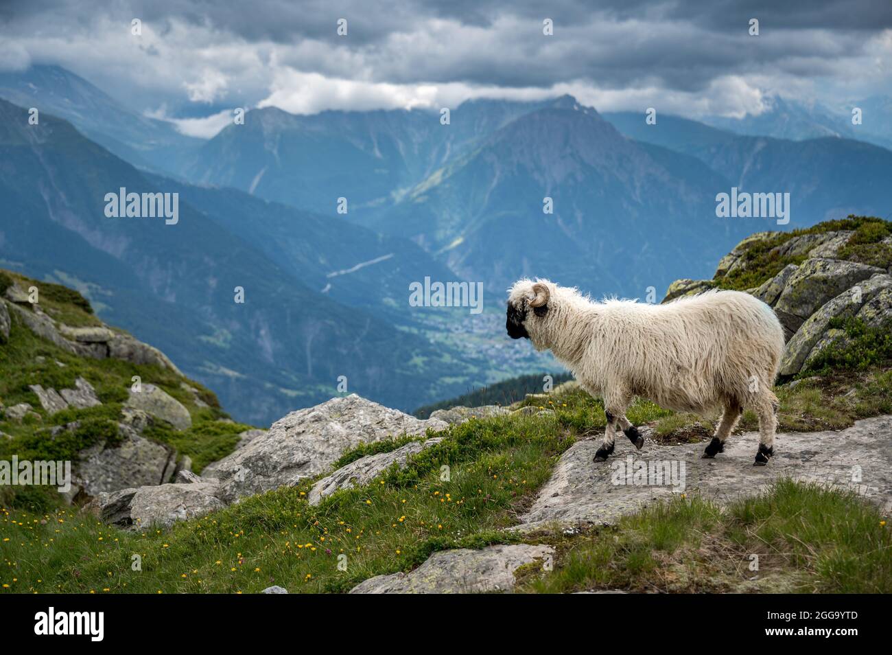Walliser blacknose sheep hi-res stock photography and images - Alamy