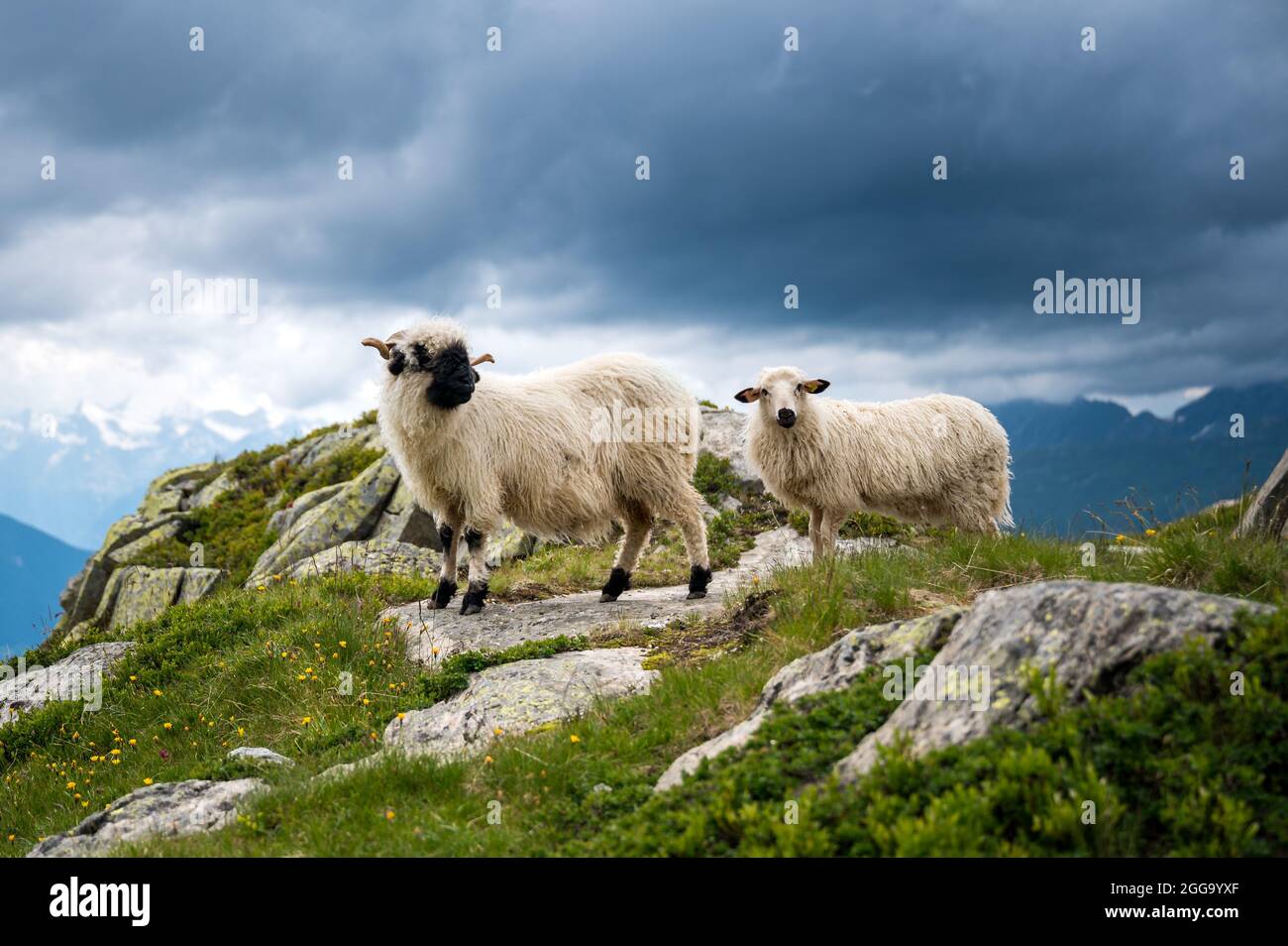 Valais Blacknose sheep with lamb in Valais on a rainy summer day Stock ...