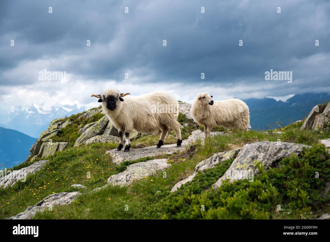Valais Blacknose sheep with lamb in Valais on a rainy summer day Stock ...