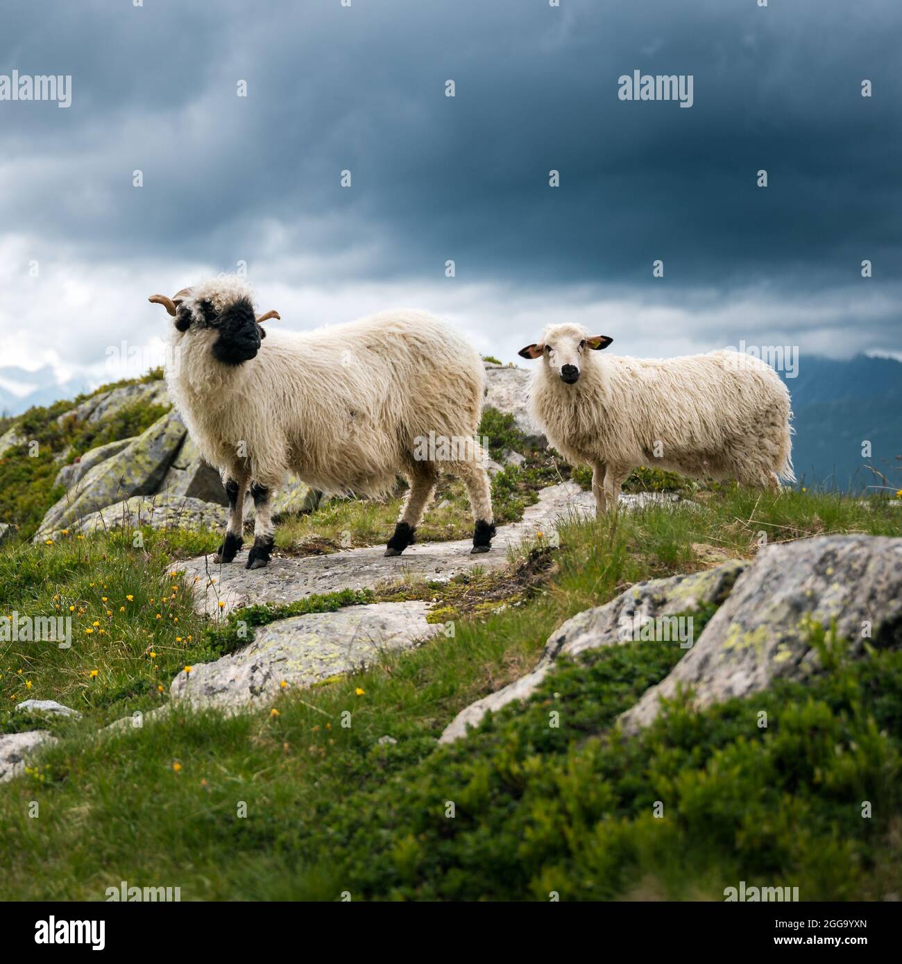 Walliser blacknose sheep hi-res stock photography and images - Alamy