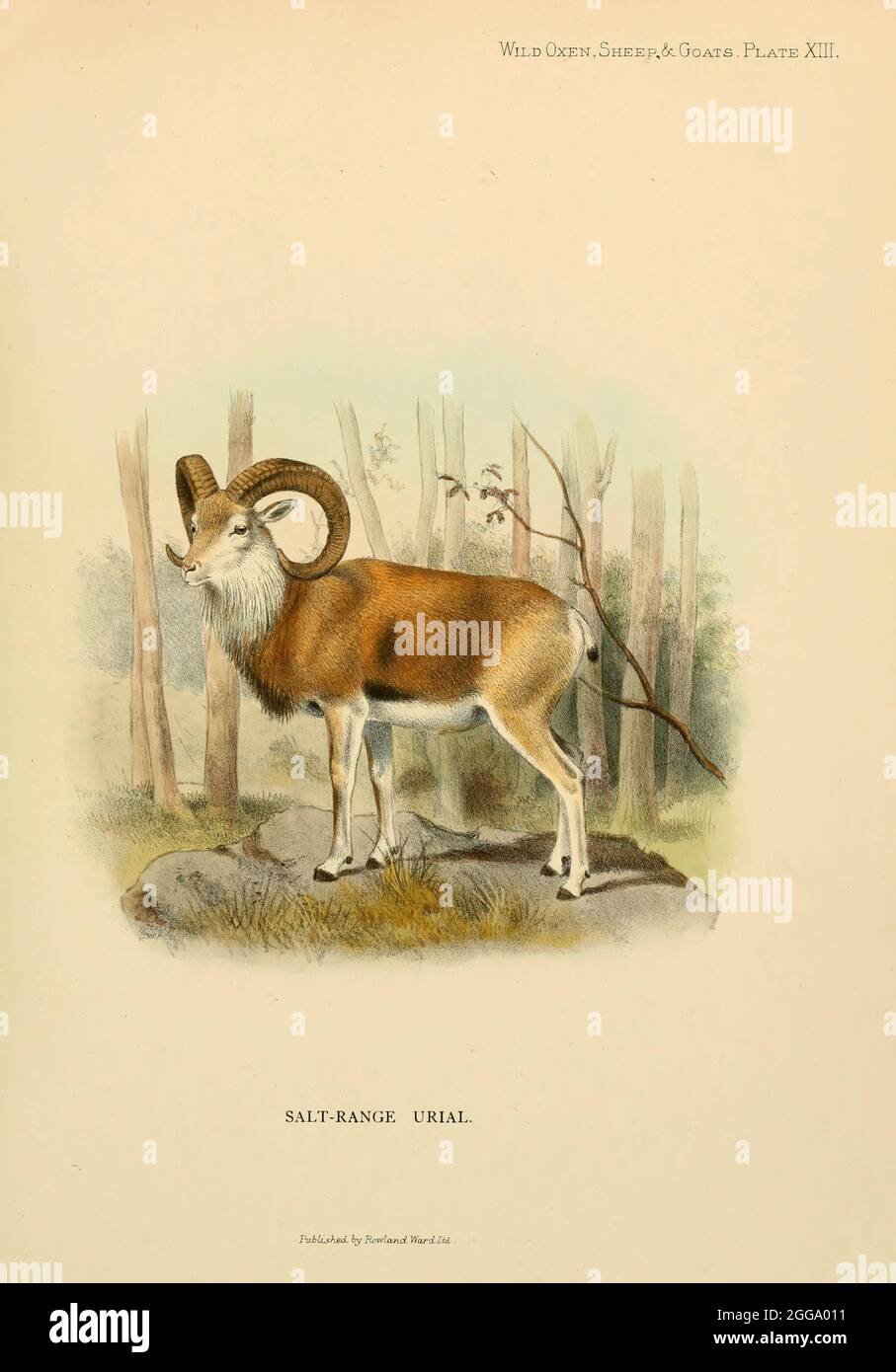 The urial (Ovis vignei), also known as the arkars or shapo, is a wild ...