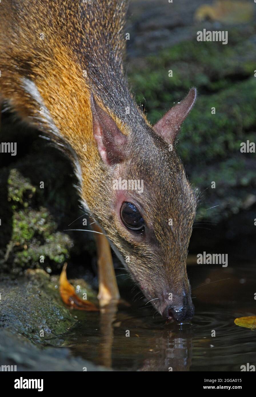 Lesser Mousedeer (Tragulus kanchil) close-up of adult drinking from ...