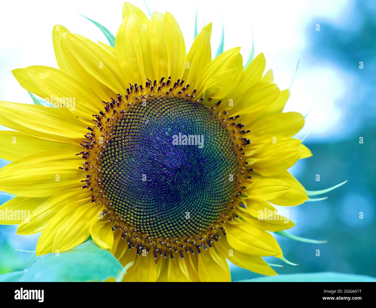 light bulb, sunflower, flower Stock Photo - Alamy