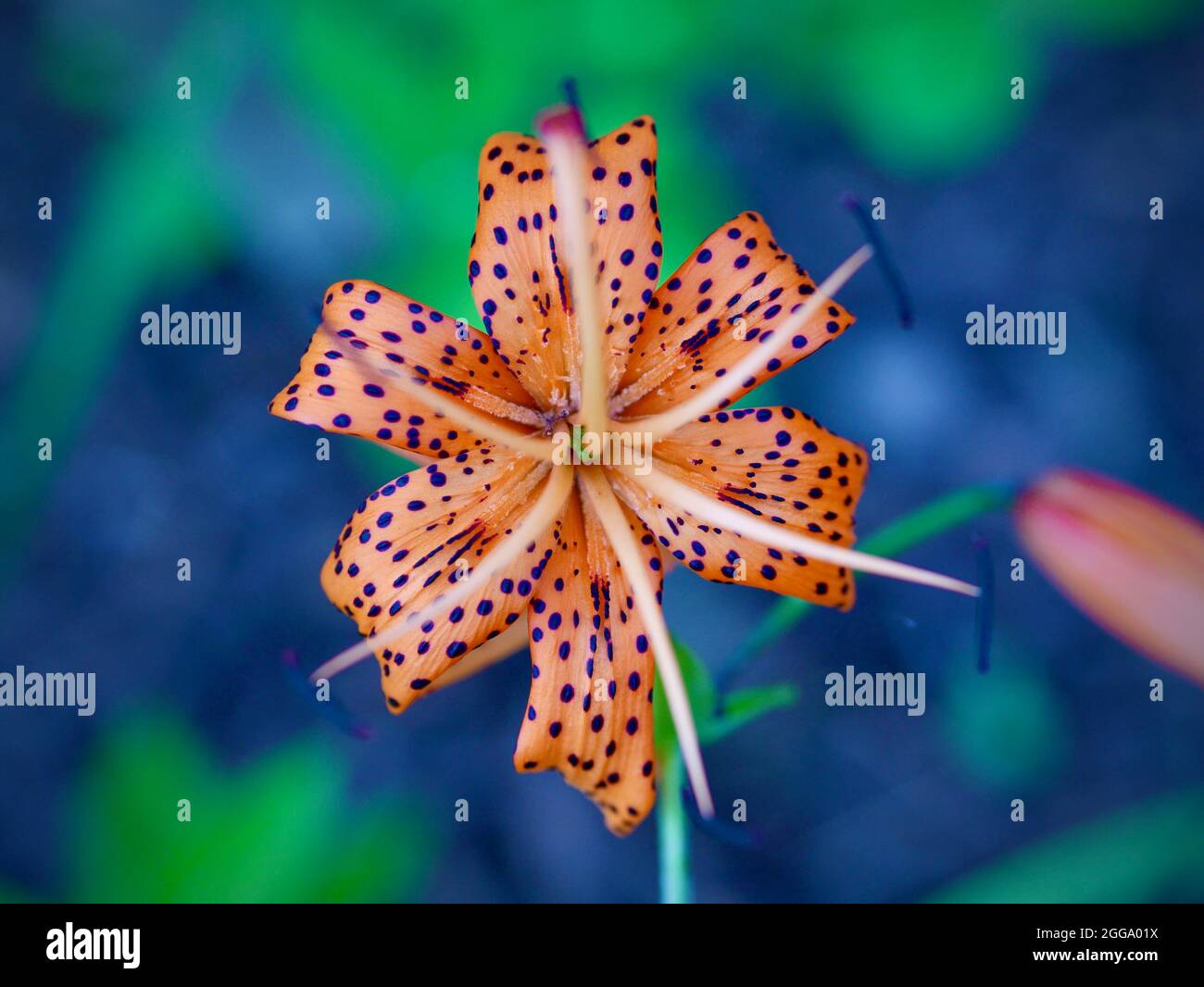 Spotted lily hi-res stock photography and images - Alamy