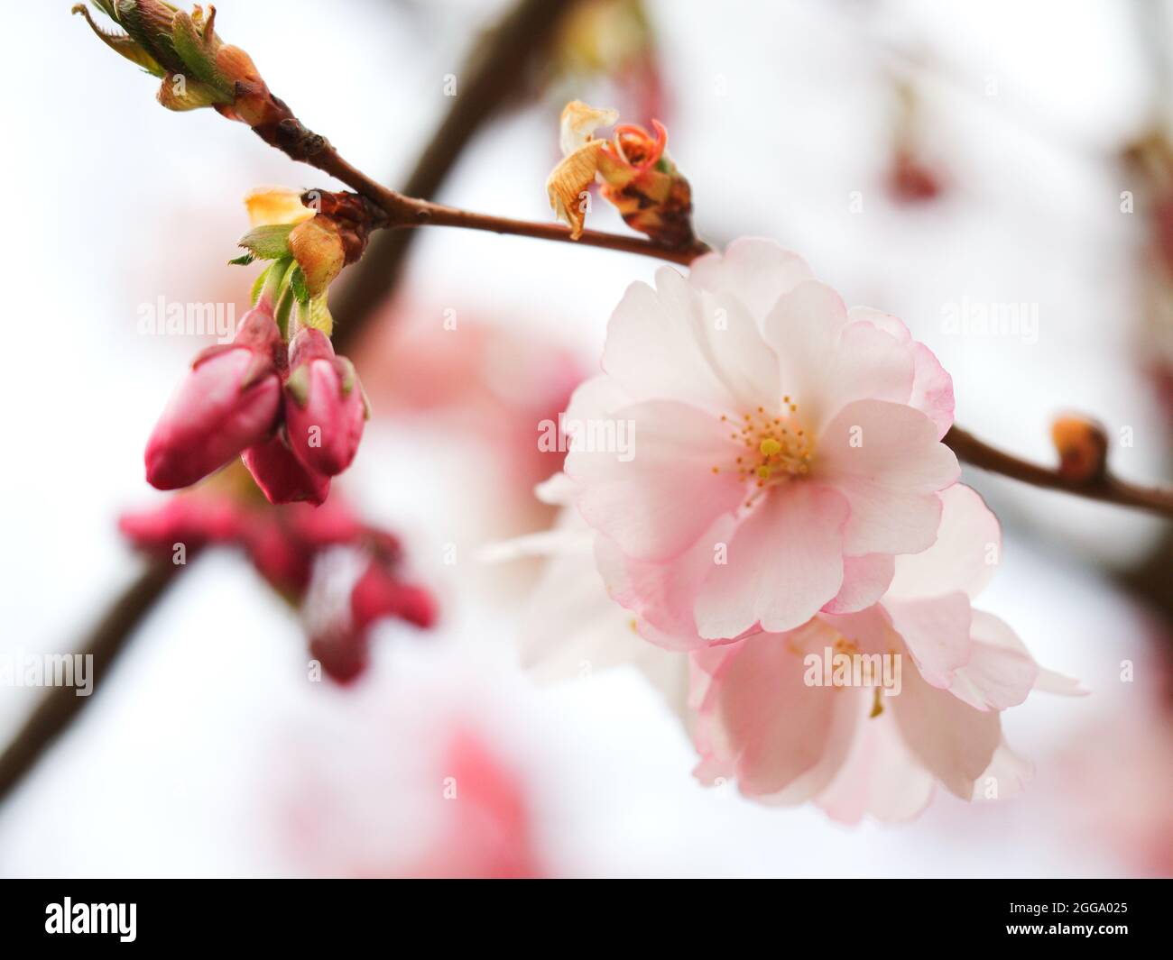 Cherry macro hi-res stock photography and images - Alamy