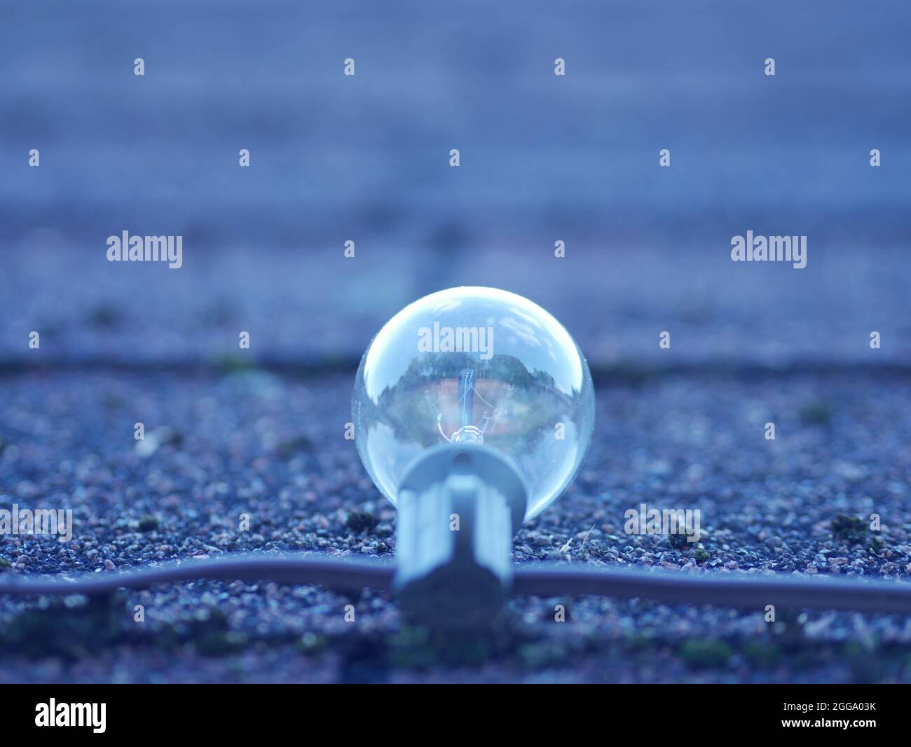 Blue and orange spotted lily flower Stock Photo - Alamy