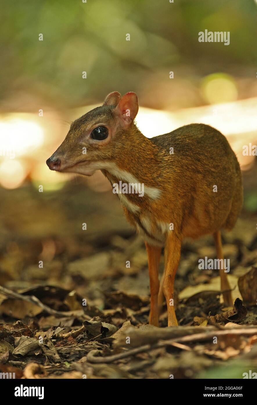 Lesser Mousedeer (Tragulus kanchil) adult standing in forest clearing ...