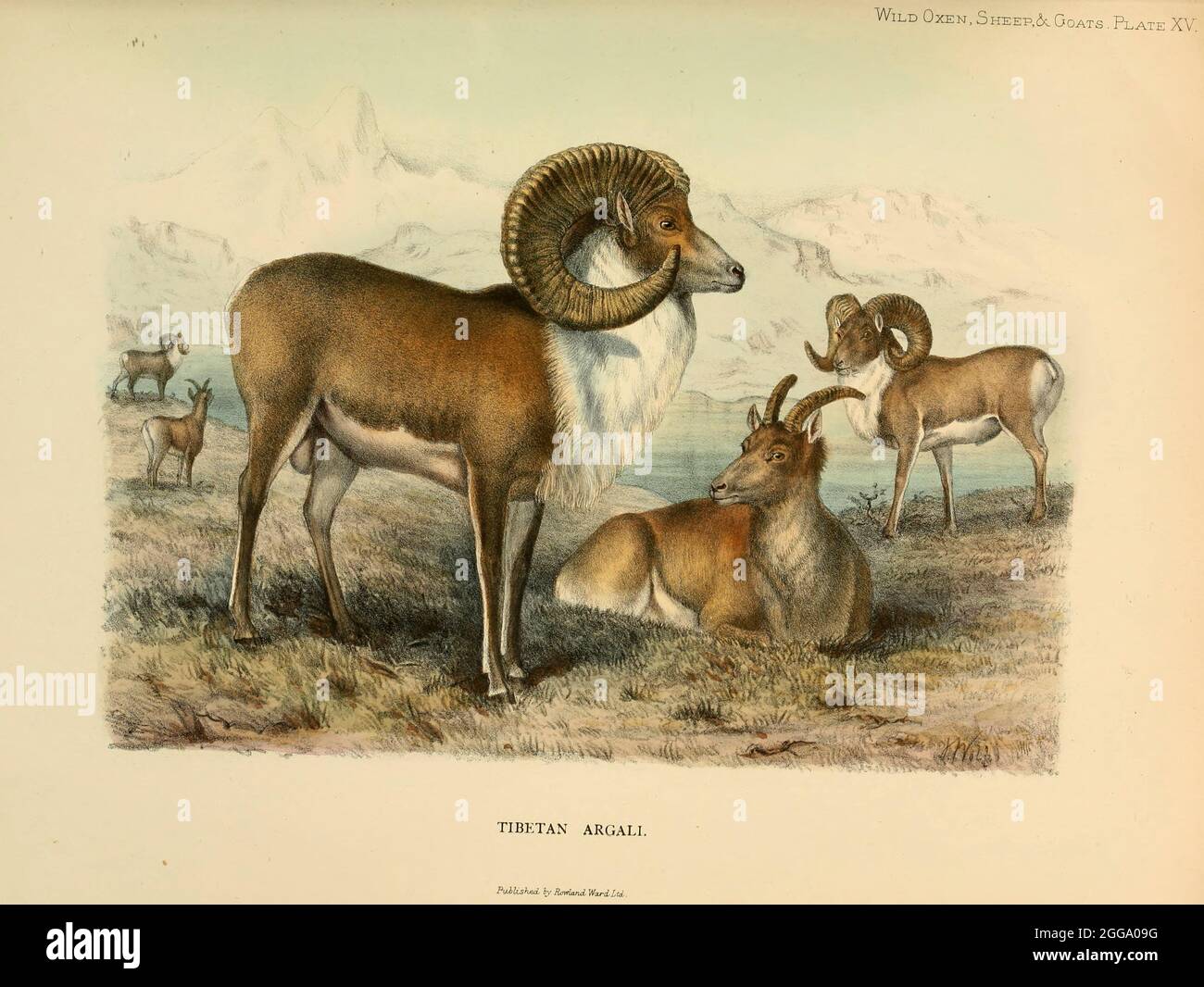 Tibetan argali (Ovis ammon hodgsoni) colour illustration From the book ' Wild oxen, sheep ...