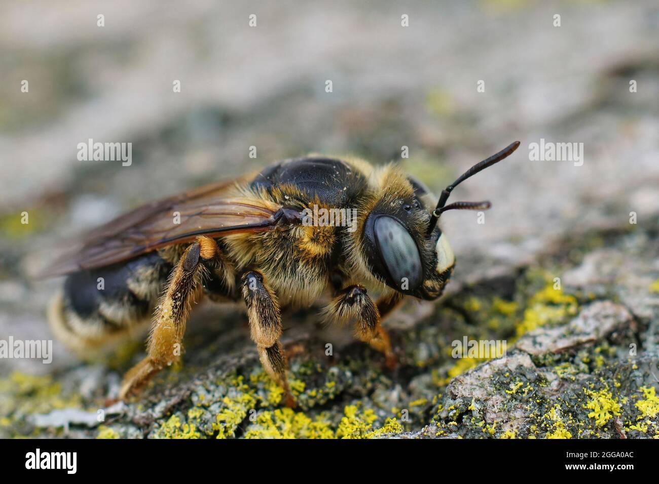 Vertical closeup on a large blue eyed female mining bee, Melitturga clavicornis Stock Photo - Alamy