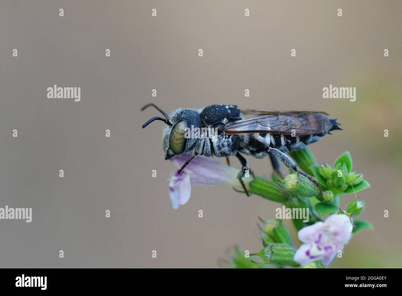 Closeup of a male cleptoparasite bee, Coelioxys Stock Photo - Alamy
