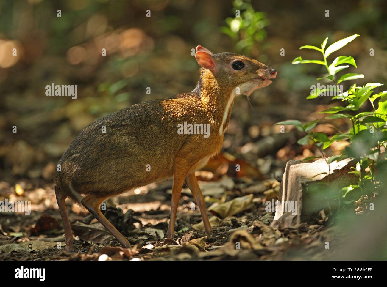 Lesser Mousedeer (Tragulus kanchil) adult standing in forest clearing ...