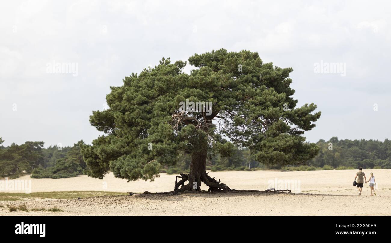 SOEST, NETHERLANDS - Aug 21, 2021: Large solitary pine tree in the ...