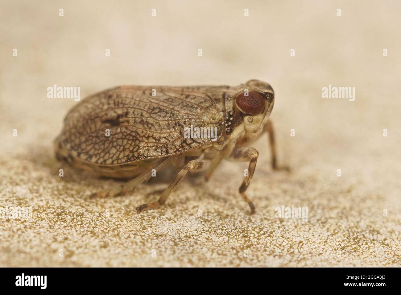 Detailed closeup on a very small Issid planthopper, Issidae species ...