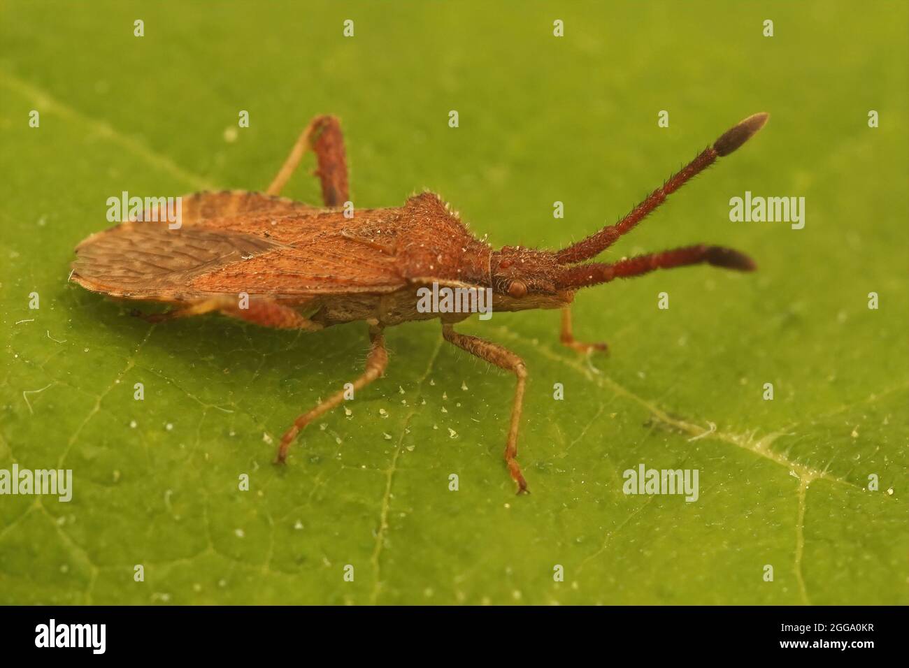 Denticulate leatherbug hi-res stock photography and images - Alamy