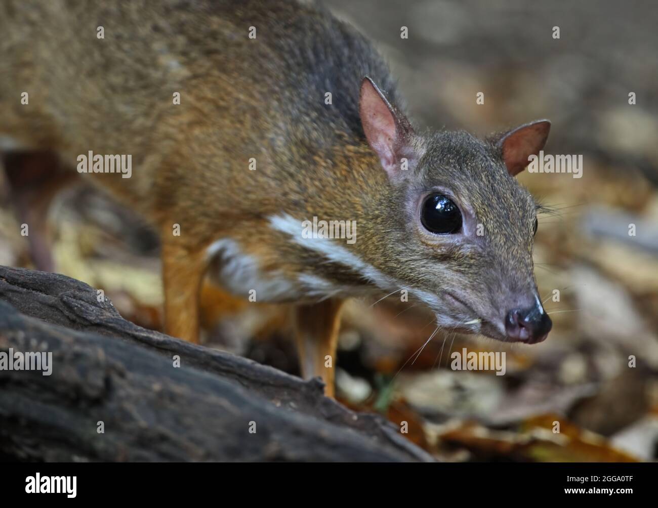 Lesser indo malayan chervotain hi-res stock photography and images - Alamy