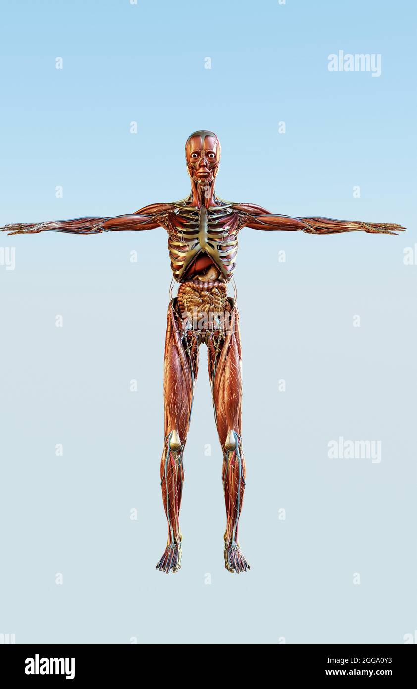 3d illustration of Human anatomy, muscles, organs, bones. Creative ...