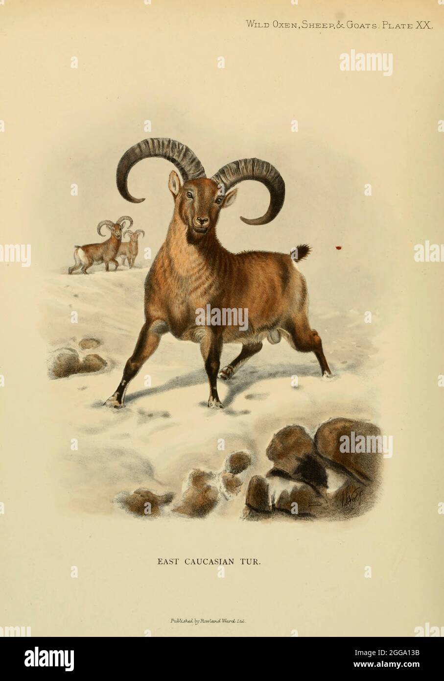 The East Caucasian tur (Capra cylindricornis), also known as the ...