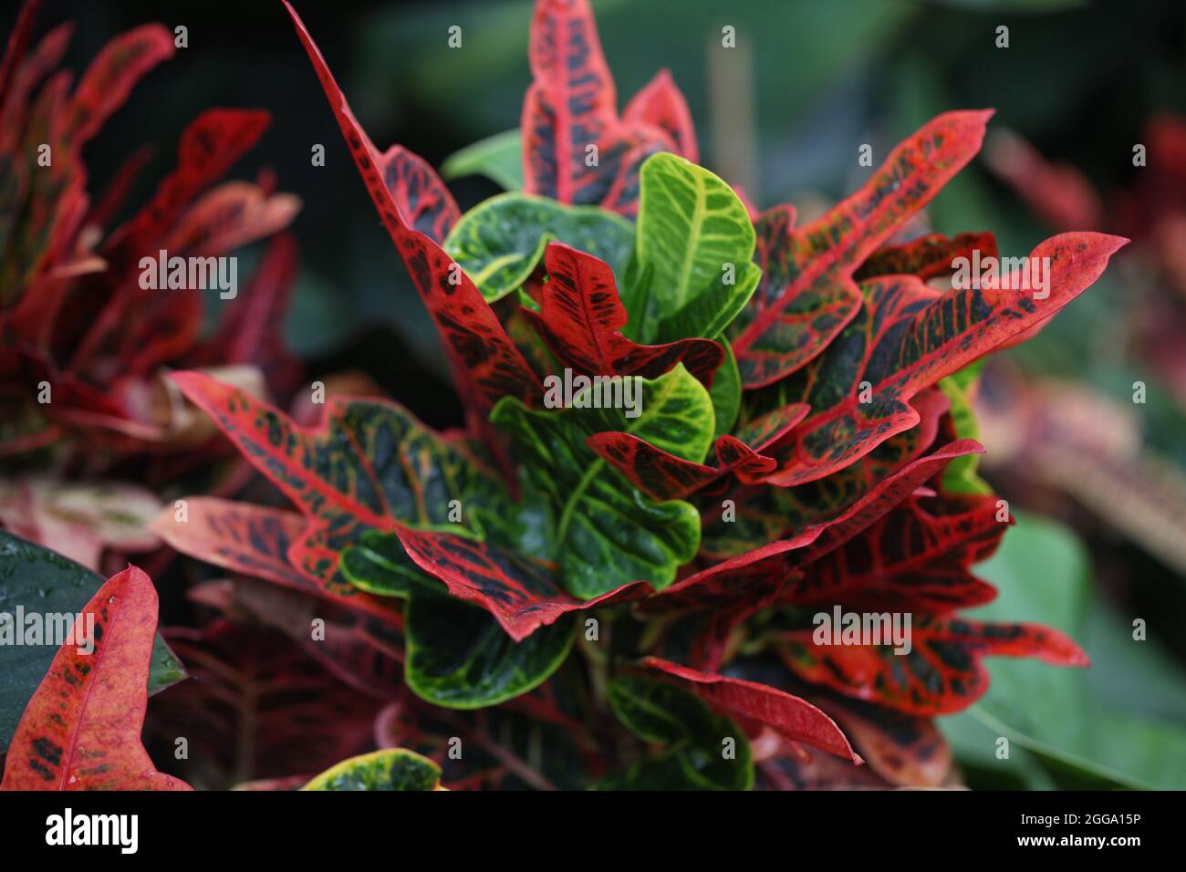 Codiaeum variegatum pictum hi-res stock photography and images - Alamy