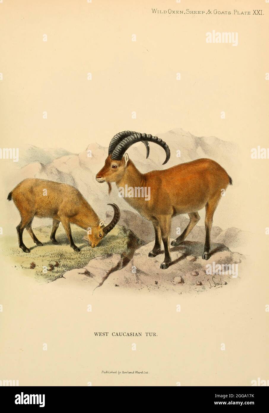 Goat sheep illustration hi-res stock photography and images - Alamy